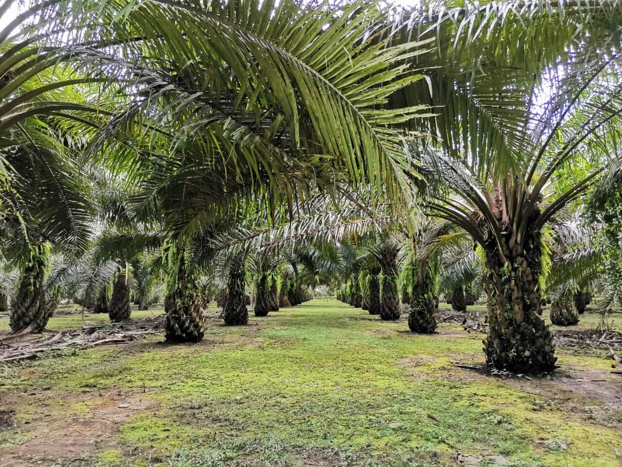 Cara Ampuh Meningkatkan Produksi Kelapa Sawit